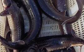 鲟鱼图片怎么拍_鲟鱼高清图哪里找