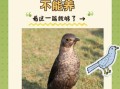 乌鸫鸟图片大全_乌鸫鸟怎么分辨公母