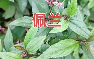佩兰的功效与作用_佩兰可以长期泡水喝吗
