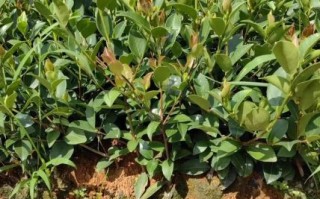 高产油茶种植技术_如何提高油茶亩产量