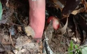 红菇煮久了会中毒吗_红菇为什么不能长时间炖煮