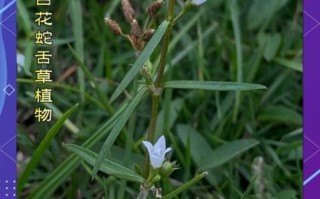 白花蛇舌草和半枝莲的功效与作用_白花蛇舌草半枝莲抗癌真的有效吗
