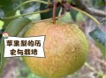 苹果梨的功效与作用_苹果梨图片长什么样