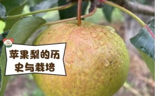 苹果梨的功效与作用_苹果梨图片长什么样