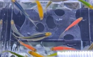 红斑马鱼怎么养_红斑马鱼水温多少合适