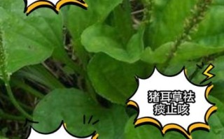 猪耳朵草泡水喝的功效_猪耳朵草泡水喝的禁忌