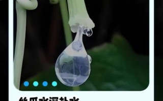 丝瓜水的功效与作用_丝瓜水怎么喝才正确 丝瓜水的功效与作用_丝瓜水怎么喝才正确