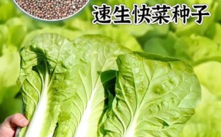 快菜的功效与作用禁忌_哪些人不能吃快菜