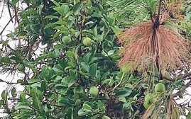 霹雳果凉粉怎么做_霹雳果凉粉要煮多久