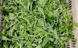 晒干的马兰头怎么泡发_晒干的马兰头做法大全