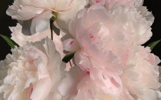 芍药花语是什么_芍药图片高清大图怎么找