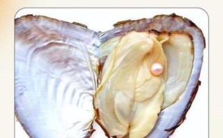 家里养河蚌好不好_河蚌能净化鱼缸吗