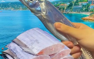 舟山带鱼多少钱一斤_舟山带鱼价格走势