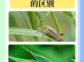 蝗虫图片_如何识别不同种类
