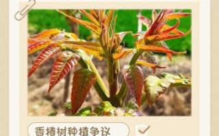 香椿树风水禁忌_香椿树种在院子哪个方位好