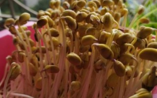 豆芽图片大全大图_如何挑选新鲜豆芽