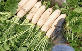 全国最大的白萝卜产地在哪里_如何挑选优质白萝卜