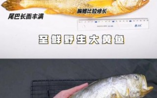 黄鱼和黄花鱼是同一种鱼吗_区别与选购指南