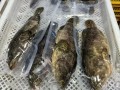 龙趸鱼多少钱一斤2020_龙趸鱼价格走势
