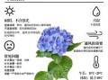 绣球花为什么不吉利_绣球花风水禁忌