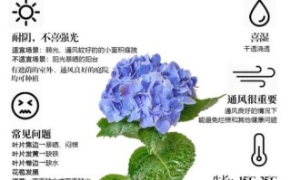 绣球花为什么不吉利_绣球花风水禁忌