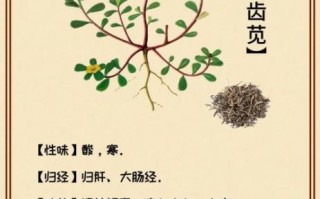 马齿苋的功效与作用_马齿苋的危害有哪些