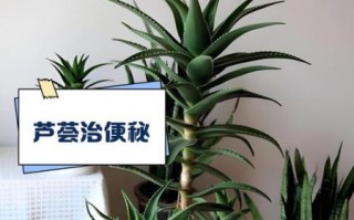 芦荟的功效与作用_芦荟怎么吃