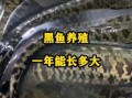 黑鱼养殖一亩地100万_真的假的