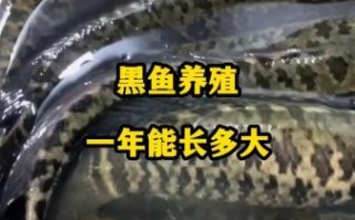 黑鱼养殖一亩地100万_真的假的