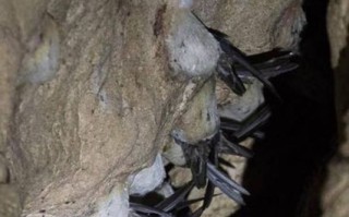 燕窝是怎么形成的_金丝燕筑巢全过程揭秘