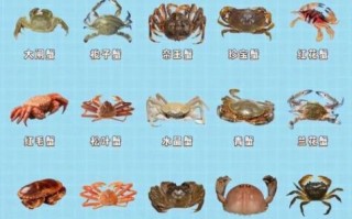 螃蟹种类及名称图片大全_常见螃蟹品种有哪些