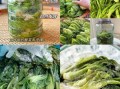 腌制咸菜的做法大全_怎么腌咸菜又脆又入味