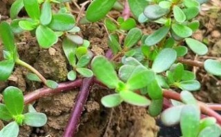 马齿苋长什么样_马齿苋图片大全怎么找