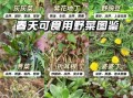 野菜大全_哪些野菜可以吃