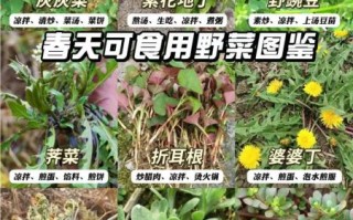 野菜大全_哪些野菜可以吃