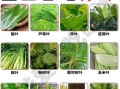 粽子叶泡多久才可以煮_粽子叶要泡多长时间才能包