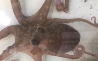 望潮和章鱼有什么区别_望潮是章鱼吗