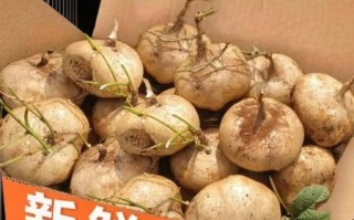 凉薯怎么保存_凉薯可以生吃吗