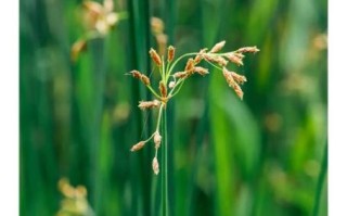 水葱图片怎么拍_水葱和香蒲的区别