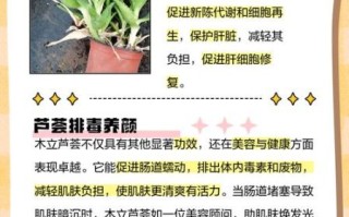 木立芦荟的功效与作用_木立芦荟怎么吃效果最好