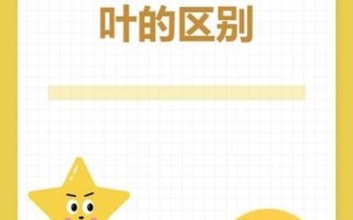 牛肚和牛百叶的区别_哪个更好吃