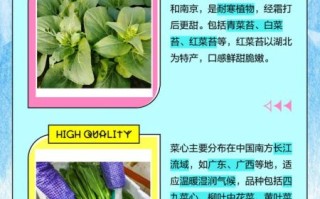 菜苔是什么_菜苔和菜心的区别