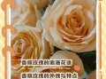 香槟玫瑰的花语是什么_送香槟玫瑰代表什么