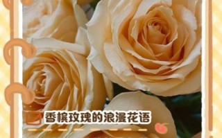 香槟玫瑰的花语是什么_送香槟玫瑰代表什么
