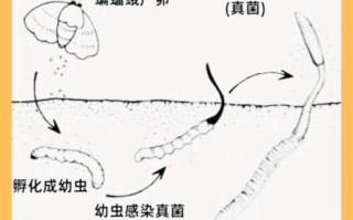 冬虫夏草怎么生长出来_冬虫夏草生长过程