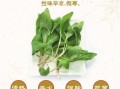 马兰头可以生吃吗_生吃马兰头安全吗