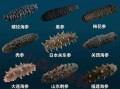海参种类有哪些_海参种类价格表