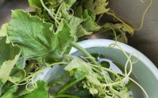 炒南瓜藤要不要先焯水_南瓜藤焯水几分钟