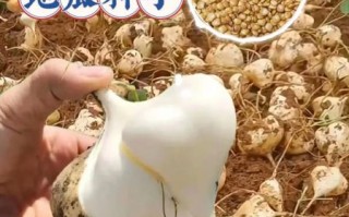 地瓜图片大全高清图片_如何挑选优质地瓜