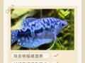 蓝曼龙鱼为什么很少人养_蓝曼龙鱼难养吗
